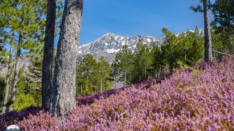 4 highly recommended attractions during your visit to Puka - Euronews ...