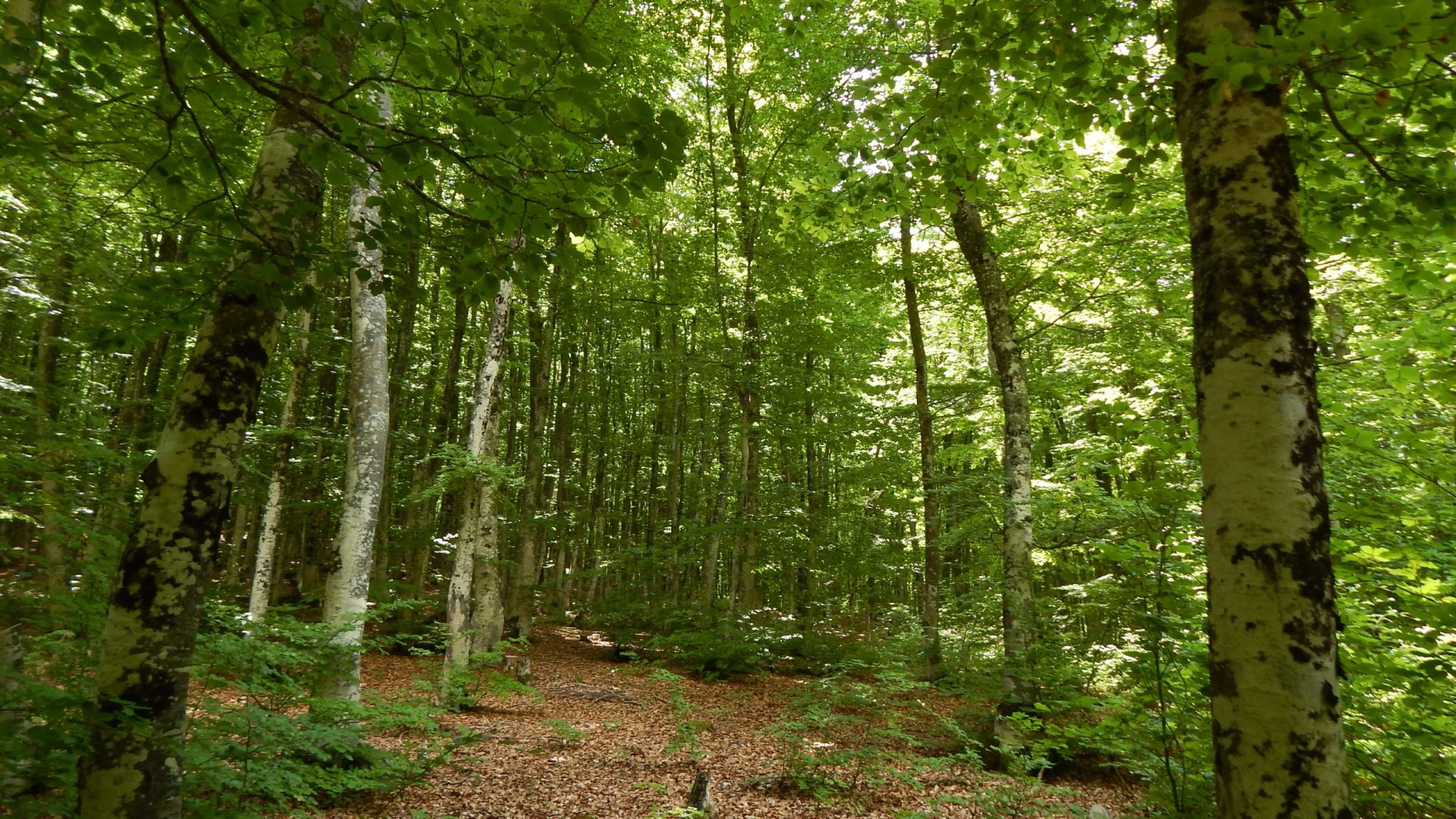 Majority of Albanian municipalities have no forest management plans ...