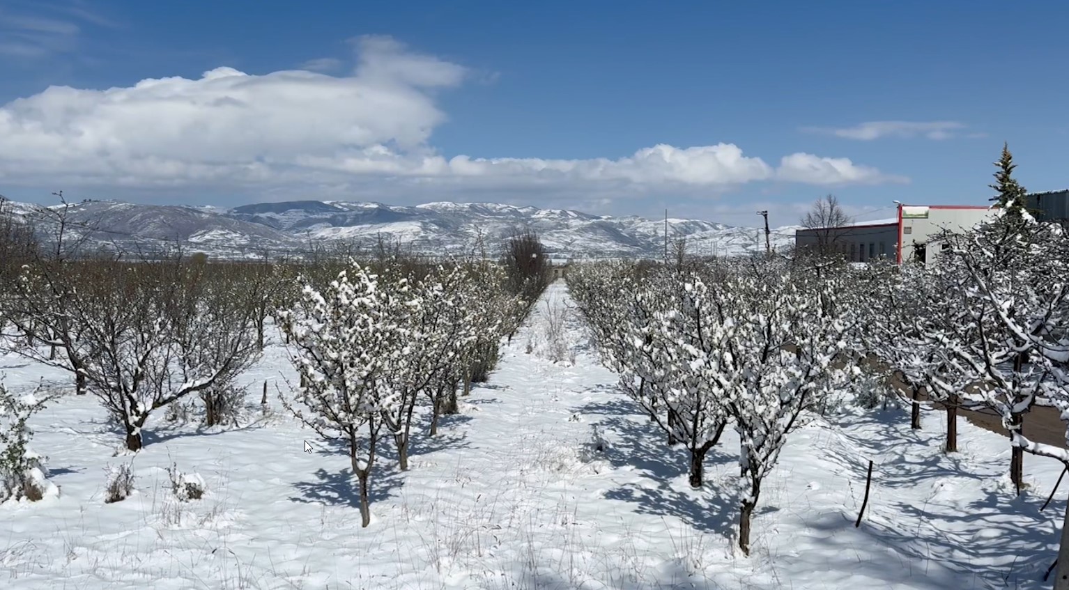 Snow and Low Temperatures Threaten Fruit Cultivation in Southeastern ...