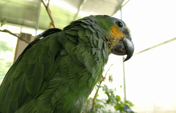 Familja turke tregon si papagalli i shpëtoi jetën para tërmetit