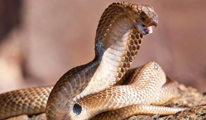 Në Indi, një kobër kafshoi krahun e një djali tetë vjeçar.