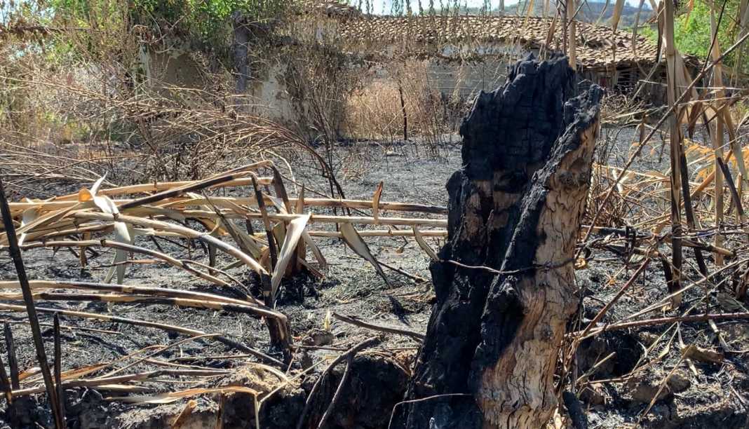 Dëmet që la zjarri në Fier, tre banesa, ullishte dhe vreshta të bëra hi