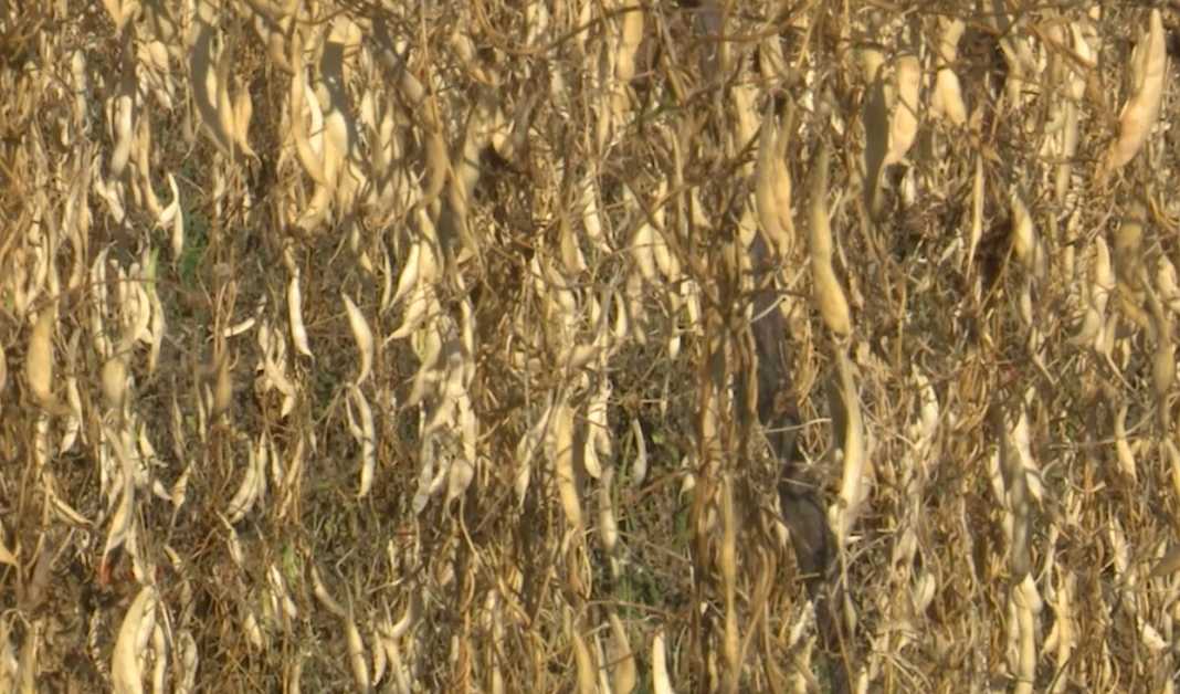 Fasulja ‘luks’ për pensionistët