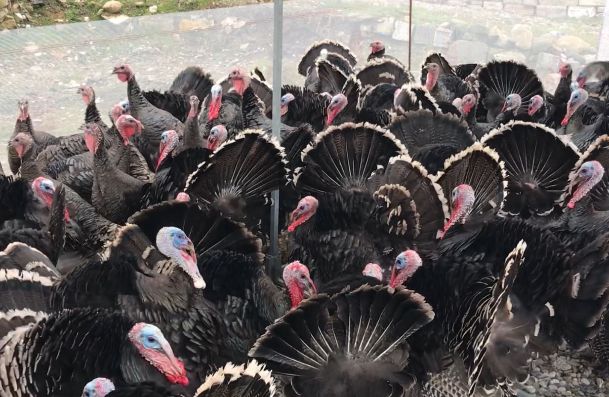 Rritet çmimi i gjelit të detit