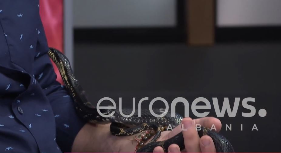 Veterineri që jeton me 28 gjarpërinj