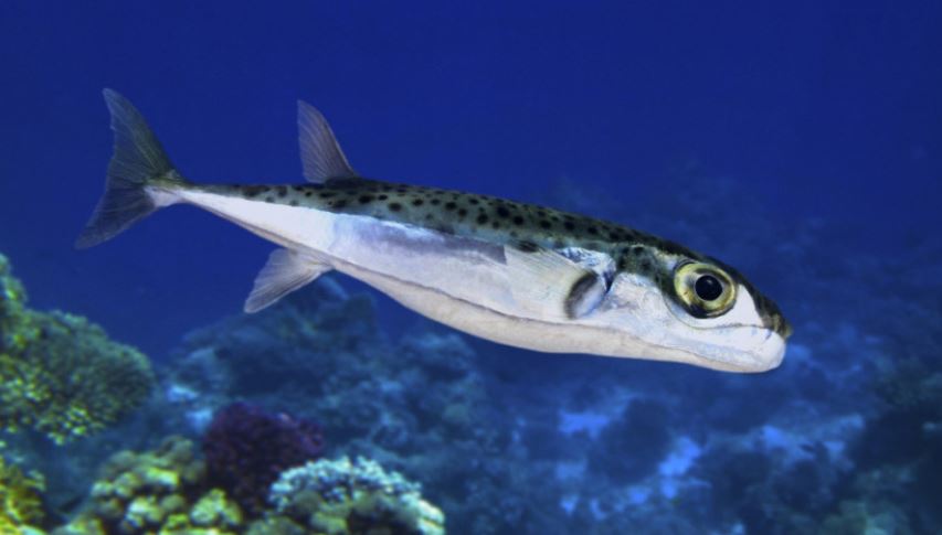 Peshku më helmues në botë kapet në Kroaci