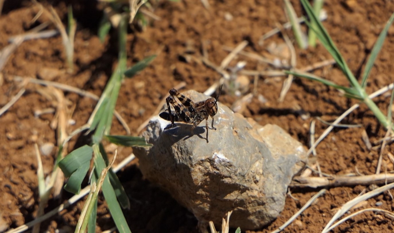 Karkaleci pushton Dumrenë, insekti dëmton të mbjellat